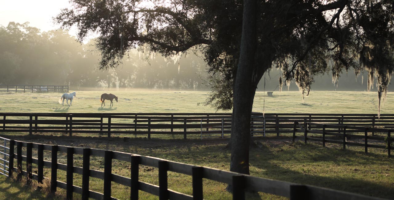 HOME - DIAMOND J RANCH